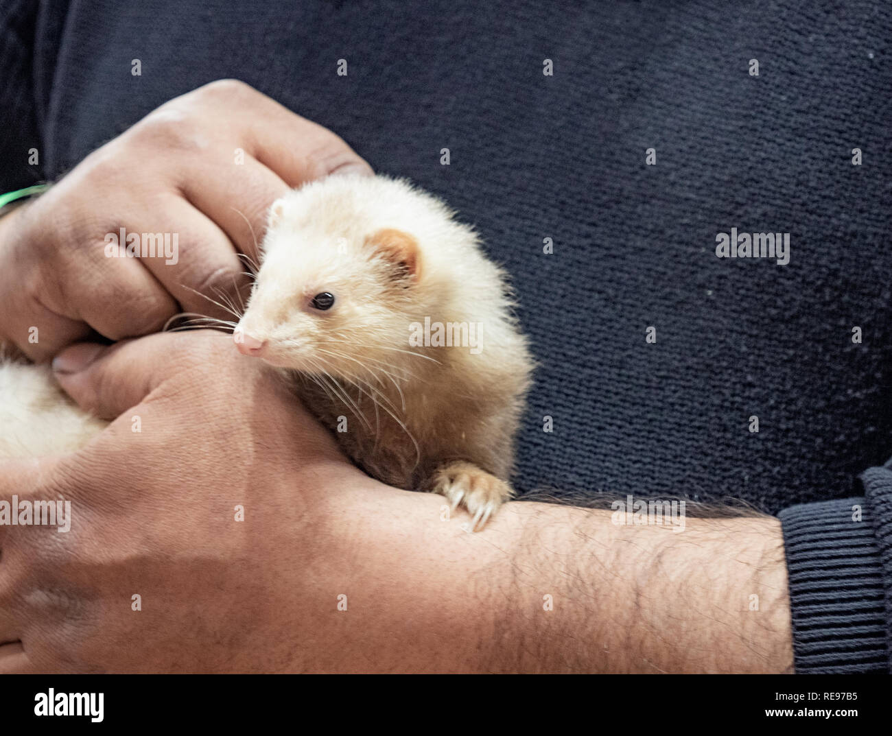 The ferret man hi-res stock photography and images - Alamy