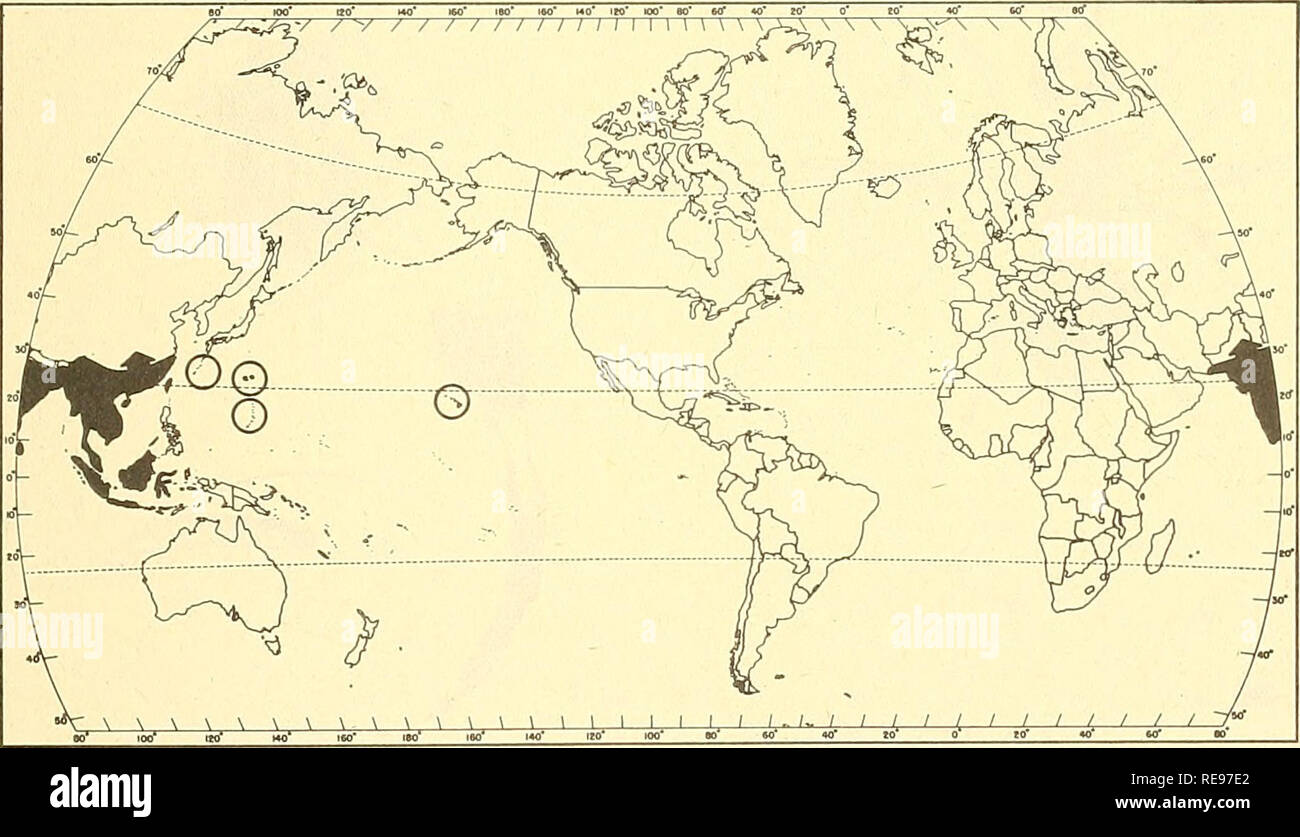 Dacus dorsalis hendel hi-res stock photography and images - Alamy