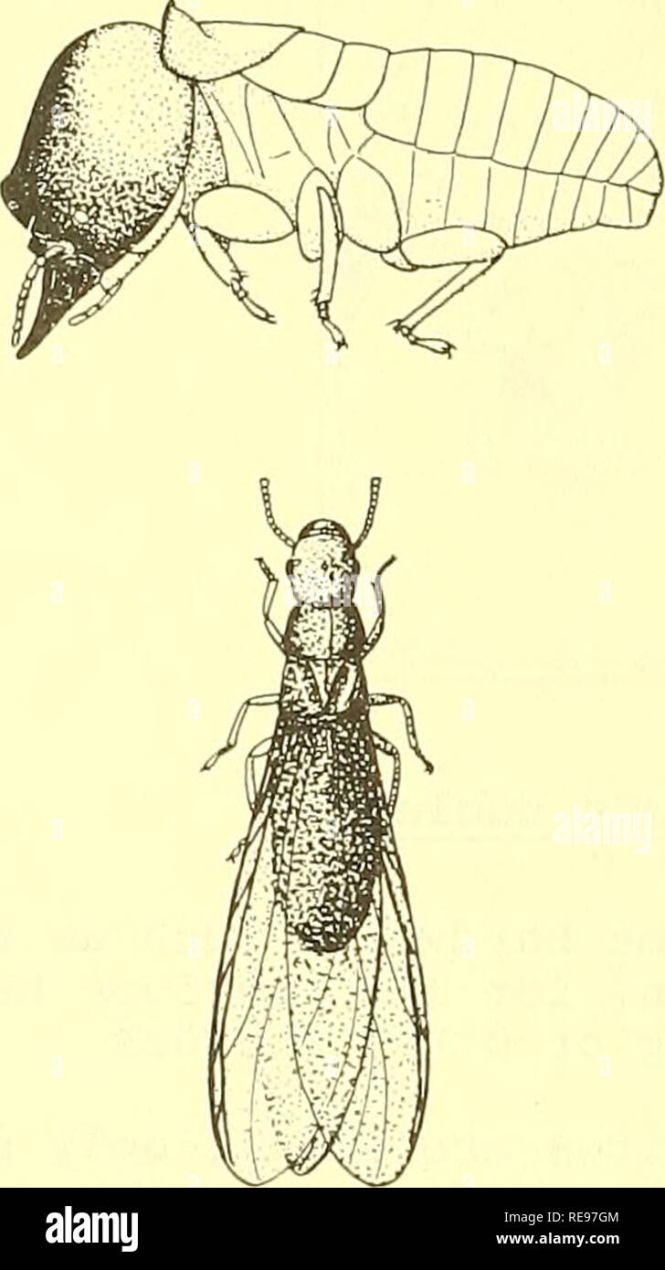 Winged and once winged insects hi-res stock photography and images - Alamy