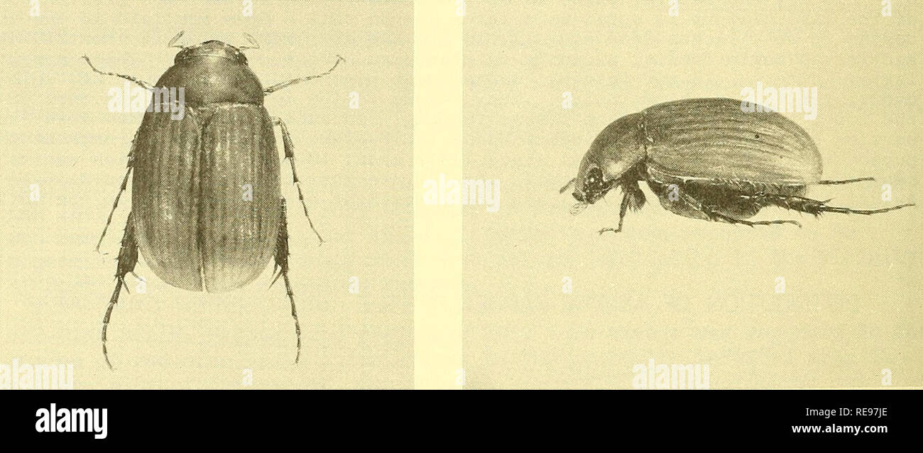 Phyllophaga spp hi-res stock photography and images - Alamy