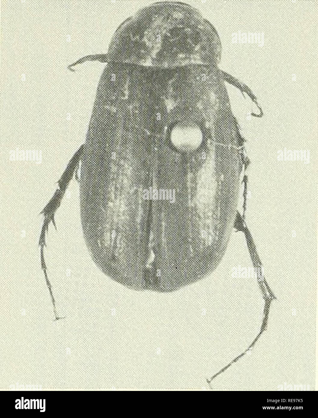 Instar 3 stage hi-res stock photography and images - Alamy