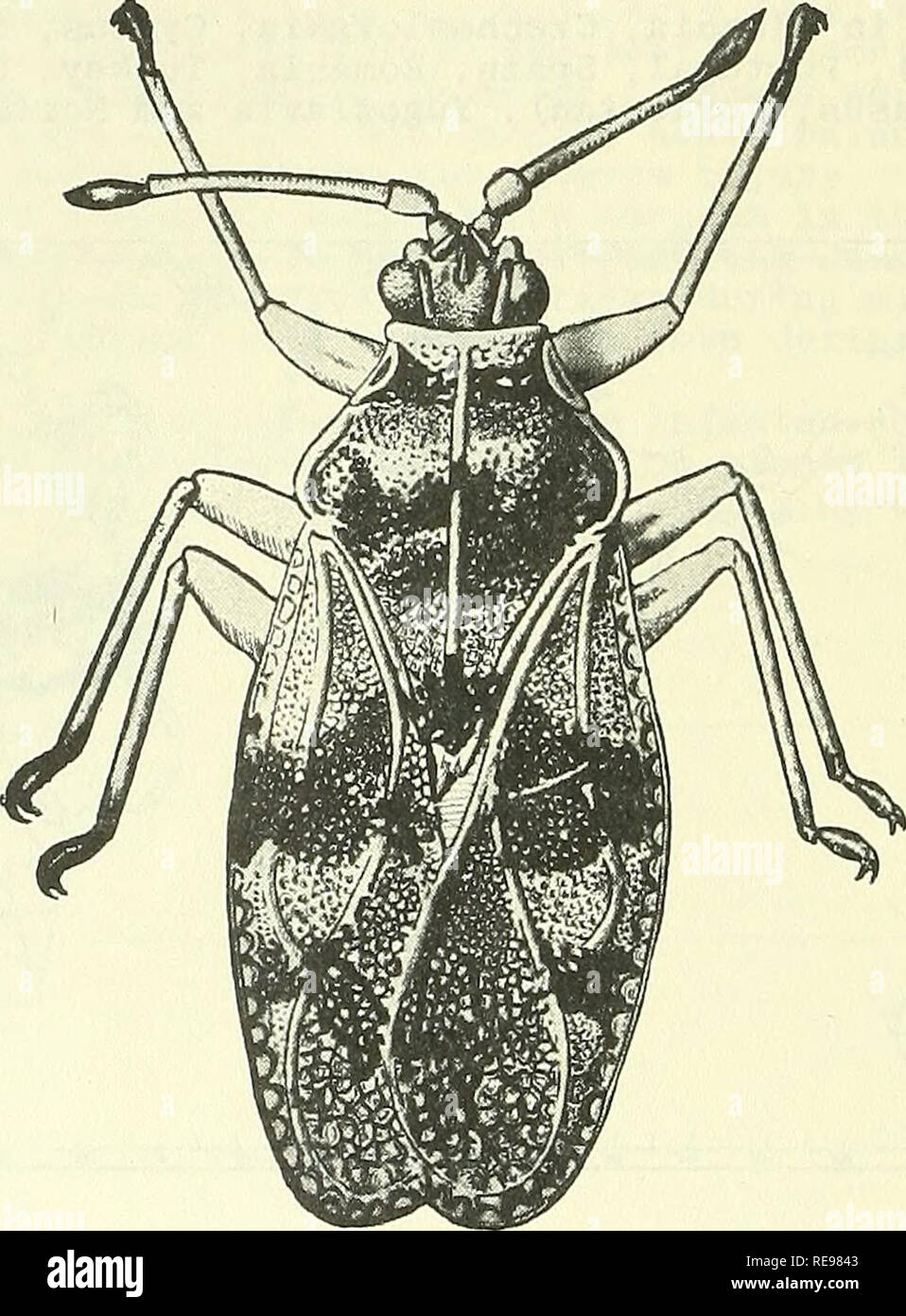 . Cooperative economic insect report. Beneficial insects; Insect pests ...