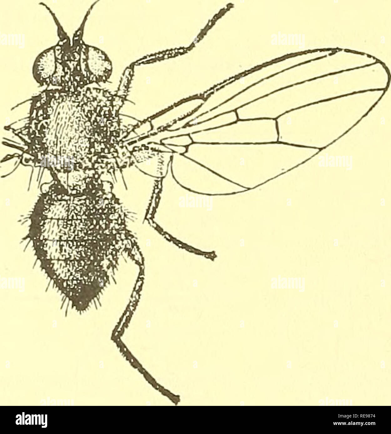 Insect infested rice hi-res stock photography and images - Alamy