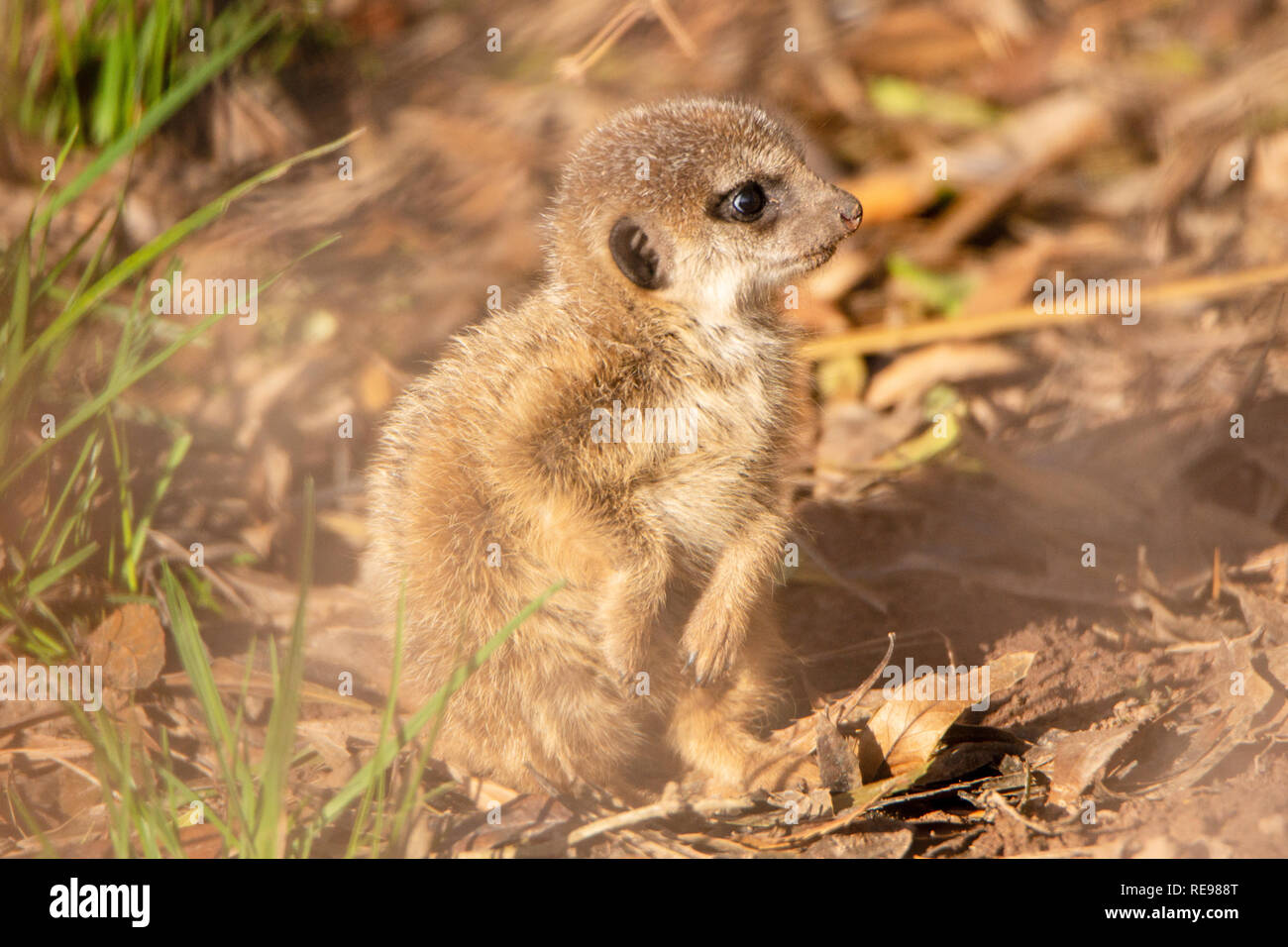 Baby wild animal watching hi-res stock photography and images - Alamy
