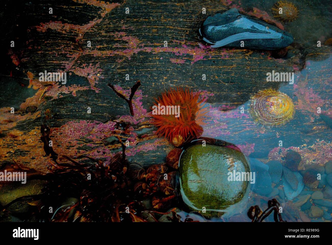 Rockpools sea background hi-res stock photography and images - Alamy