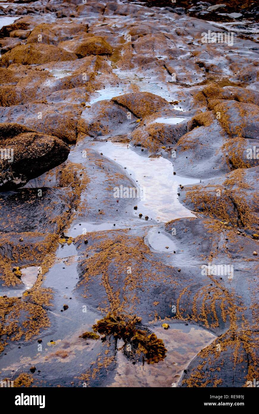 Rockpools and beach stones Stock Photo - Alamy