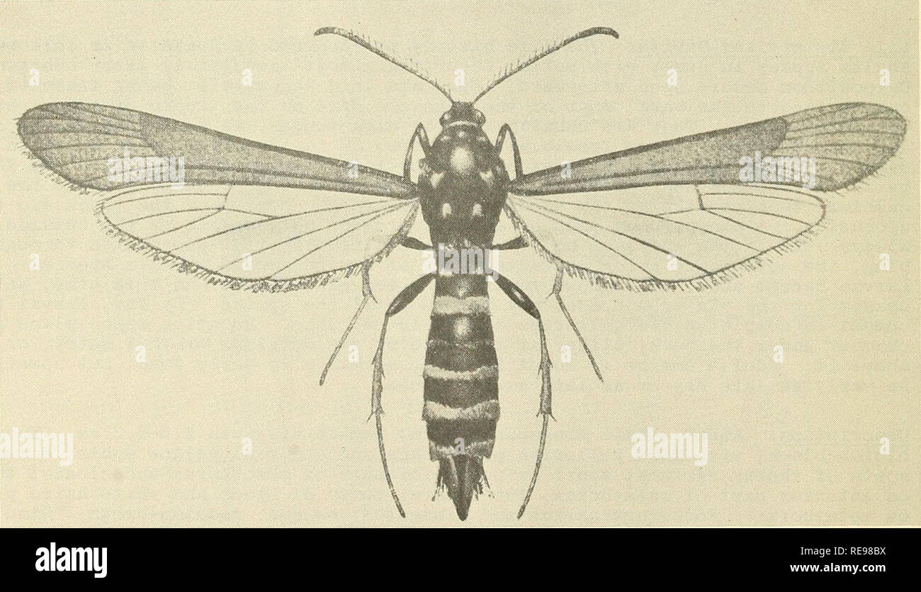 Bipectinate antennae hi-res stock photography and images - Alamy