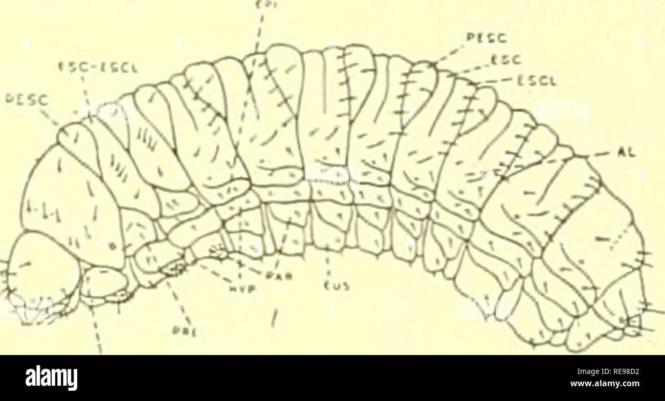 . Cooperative economic insect report. Beneficial insects; Insect pests ...