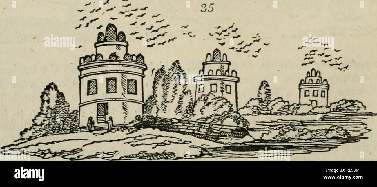 Doves dung hi-res stock photography and images - Alamy