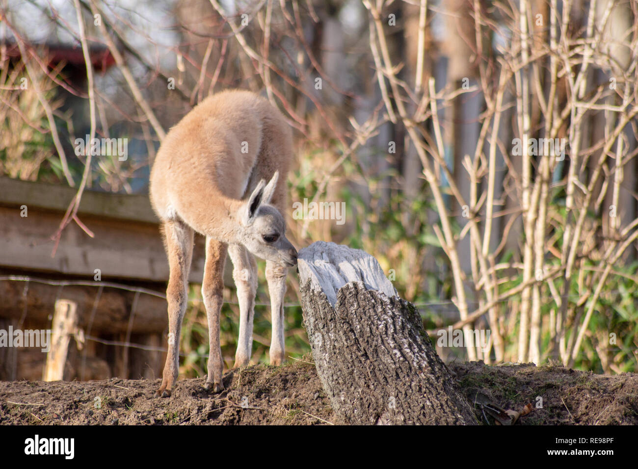 Baby Guanaco High Resolution Stock Photography and Images - Alamy