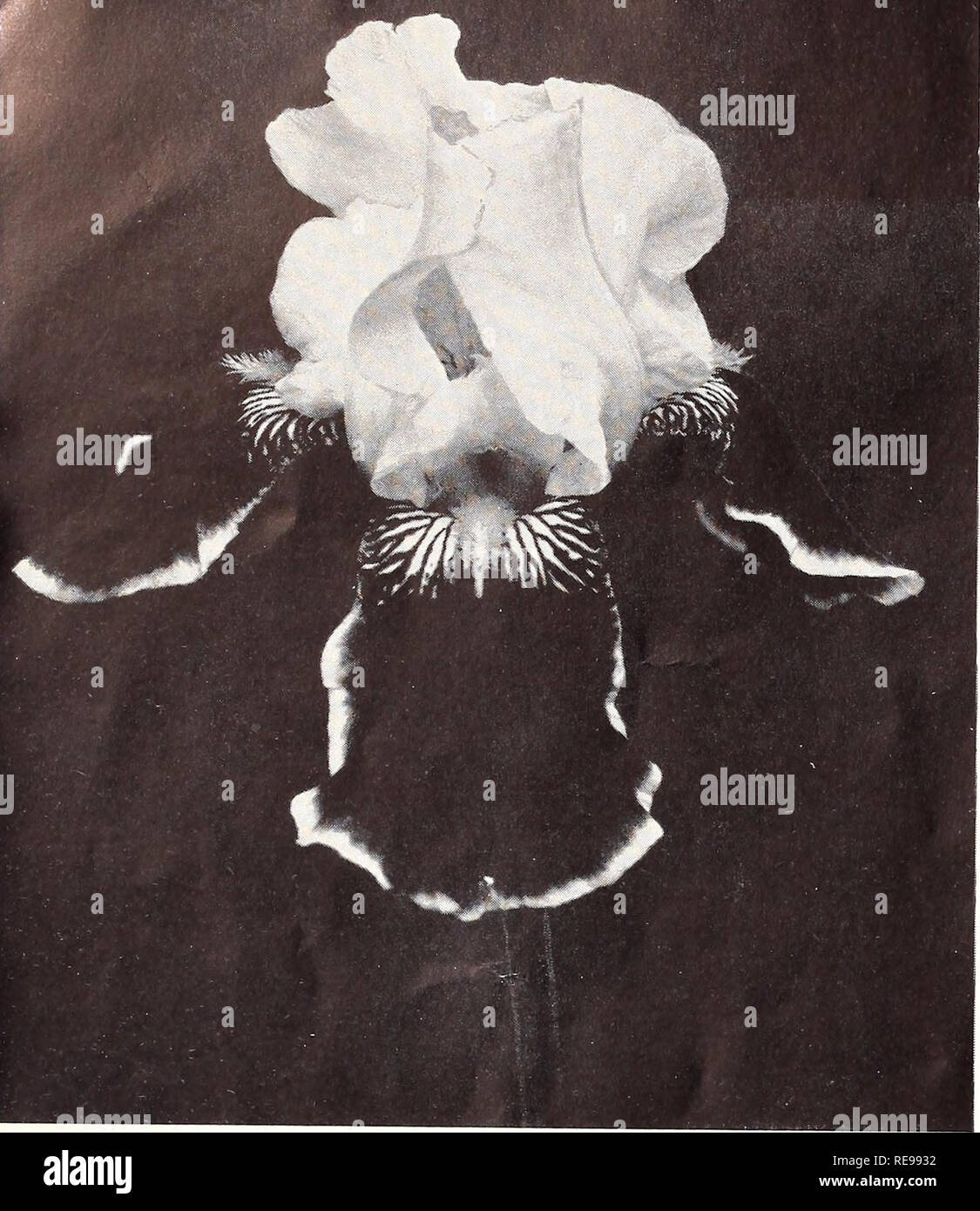 Iris sparkling rose hi-res stock photography and images - Alamy