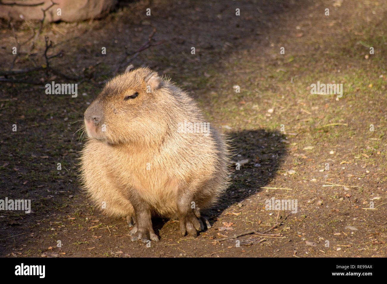 Capybara animal hi-res stock photography and images - Alamy