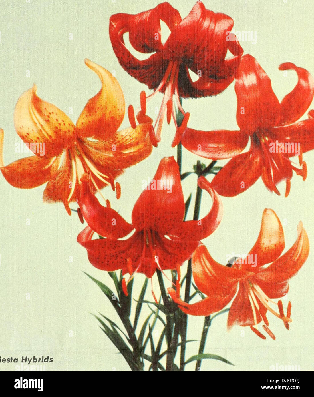 Cap And Bells High Resolution Stock Photography and Images - Alamy