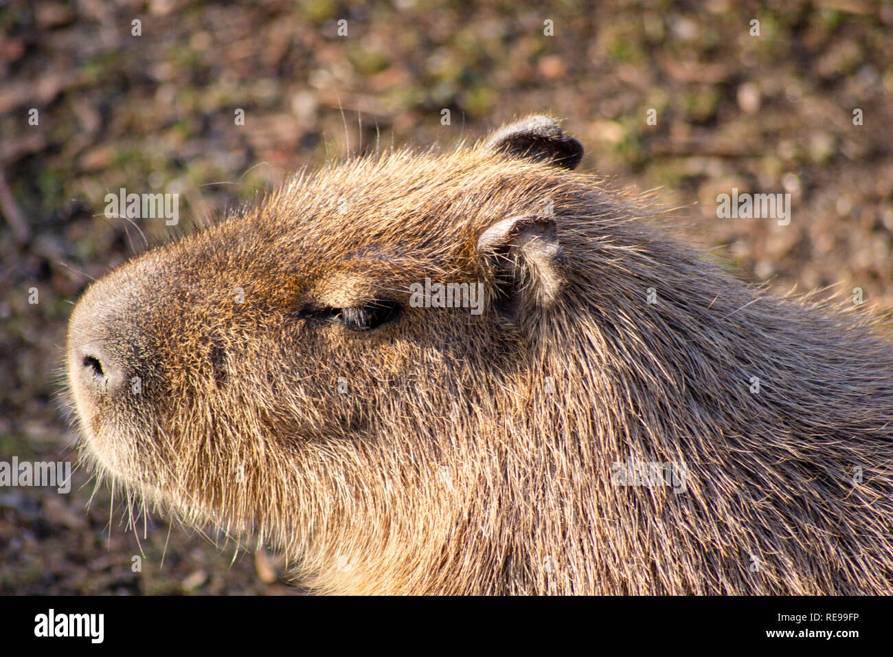 Capybara animal hi-res stock photography and images - Alamy