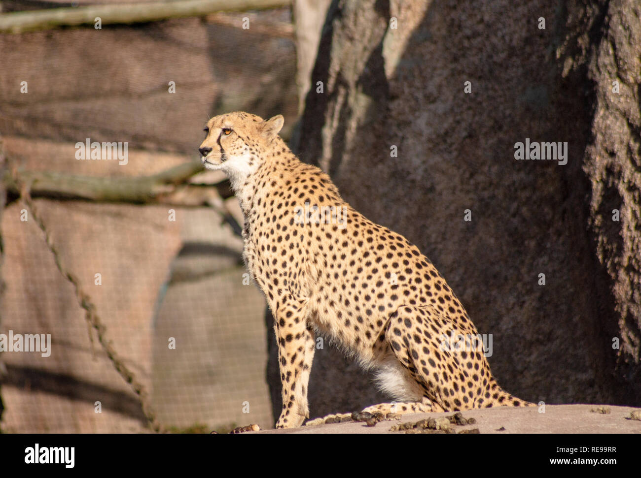 Cheetah In Nature High Resolution Stock Photography and Images - Alamy