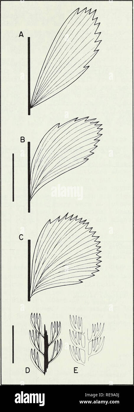Archaeopteris hi-res stock photography and images - Alamy