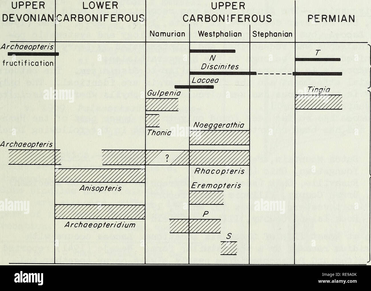 . An Early Pennsylvanian flora with megalopteris and noeggerathiales ...