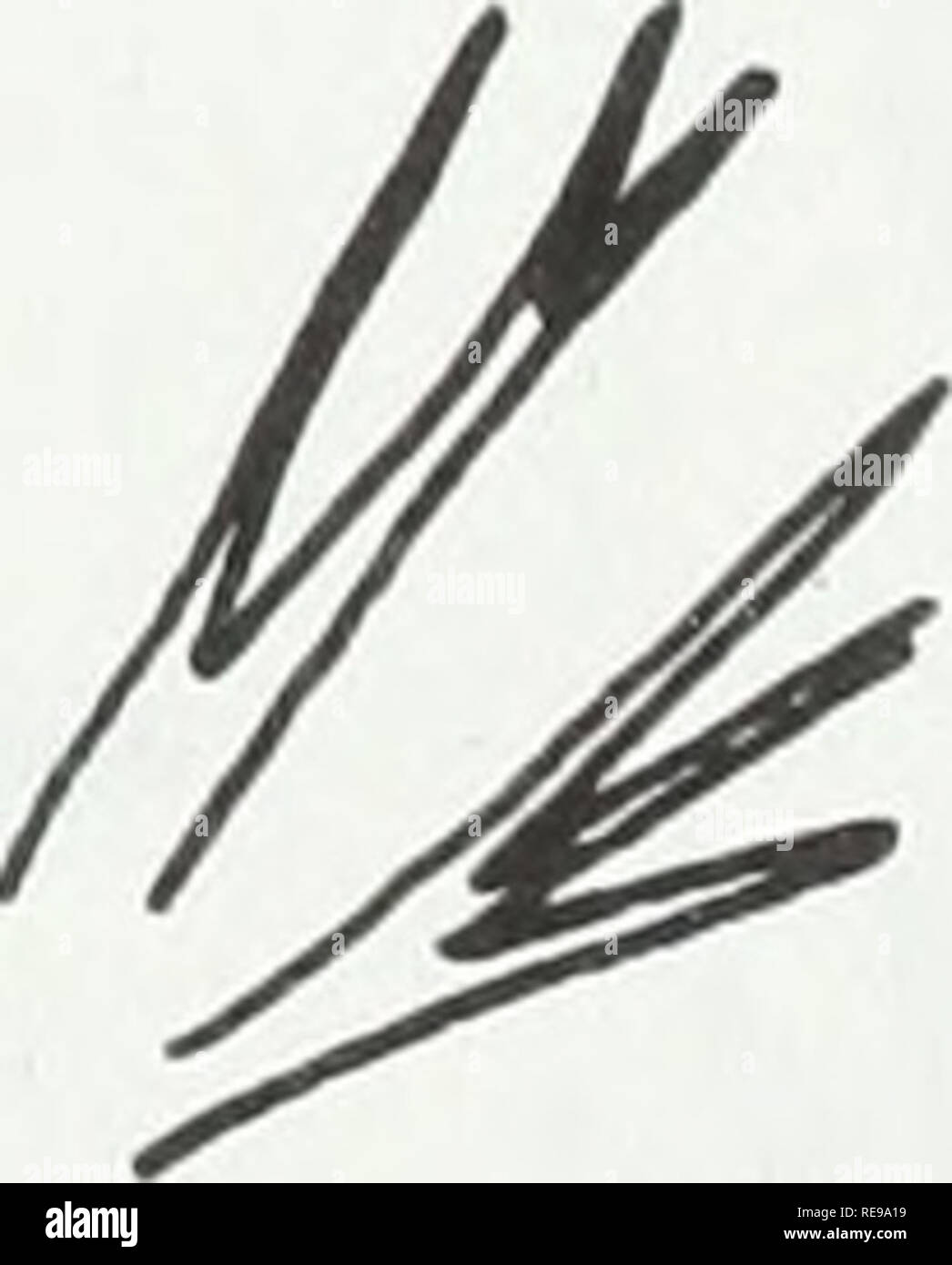 Sphenophyllum hi-res stock photography and images - Alamy