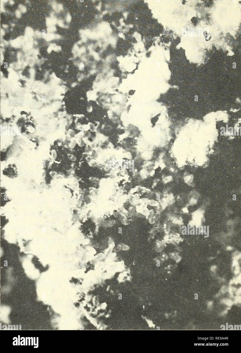 . Control of scale insects and mealybugs on ornamentals. Scale insects ...