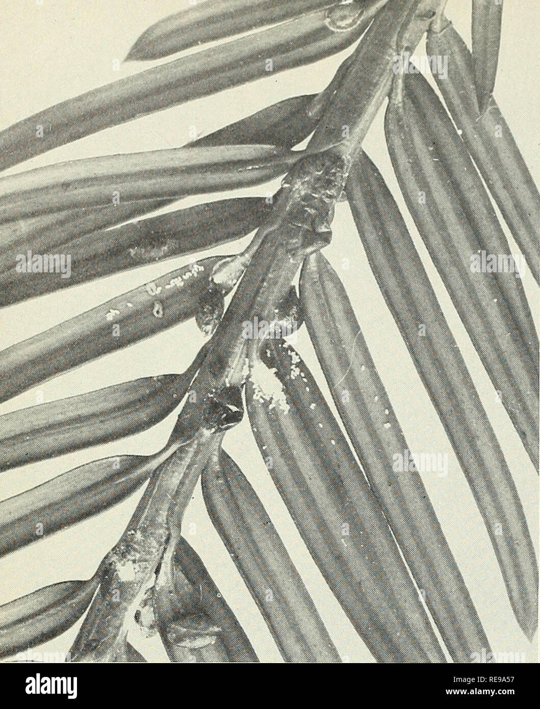 . Control of scale insects and mealybugs on ornamentals. Scale insects ...