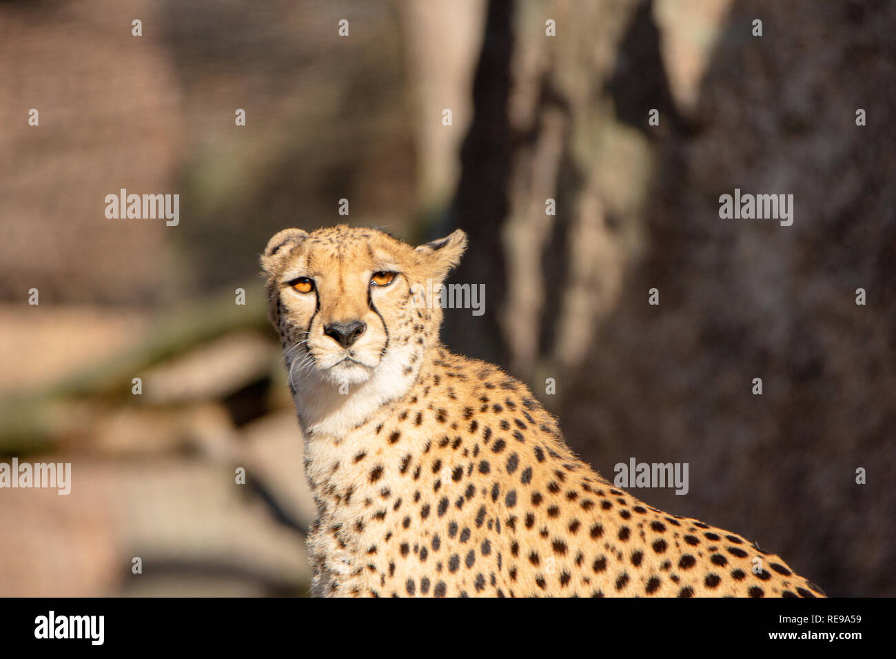 Wild african cheetah beautiful mammal hi-res stock photography and ...