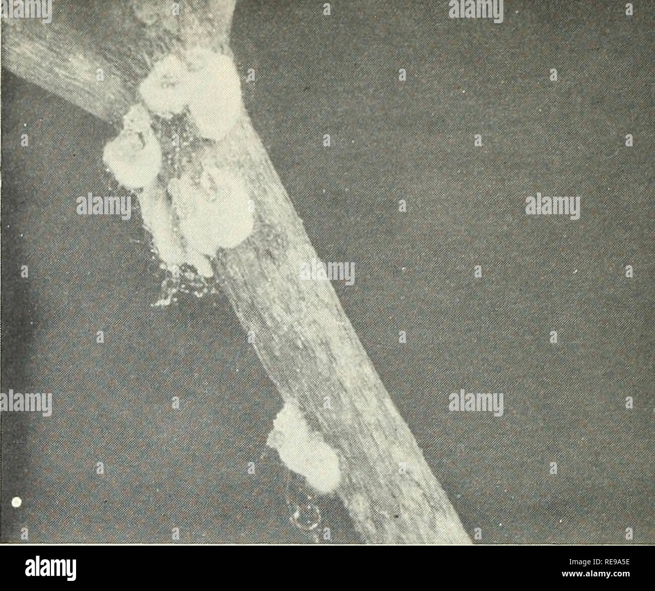 . Control of scale insects and mealybugs on ornamentals. Scale insects ...