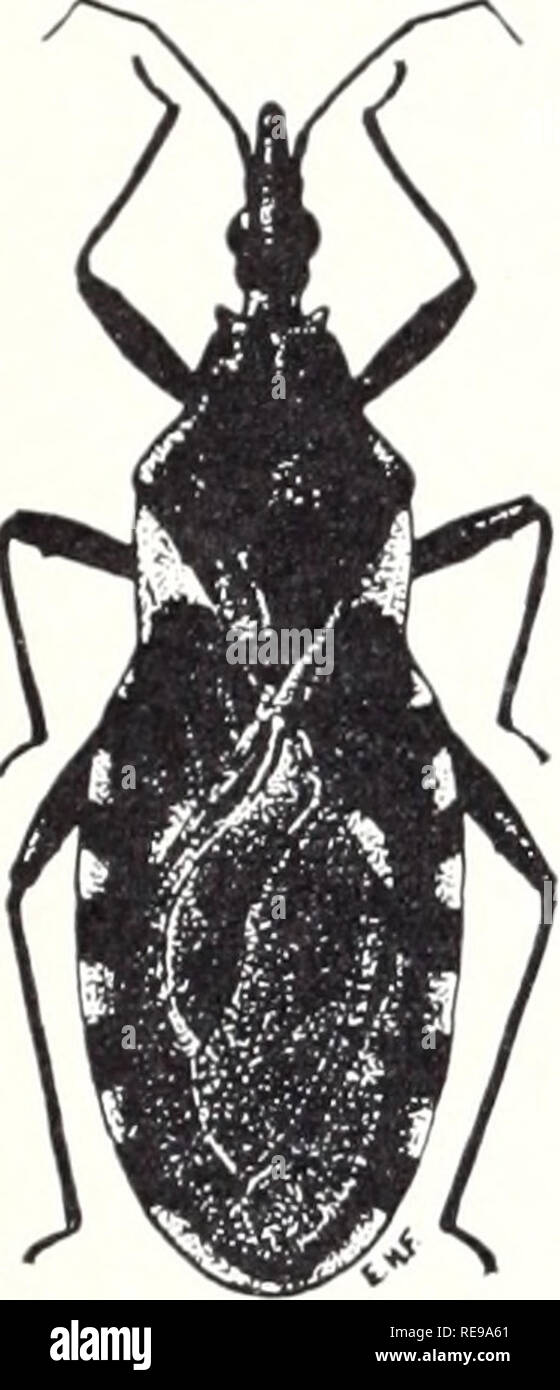 Attic pests hi-res stock photography and images - Alamy