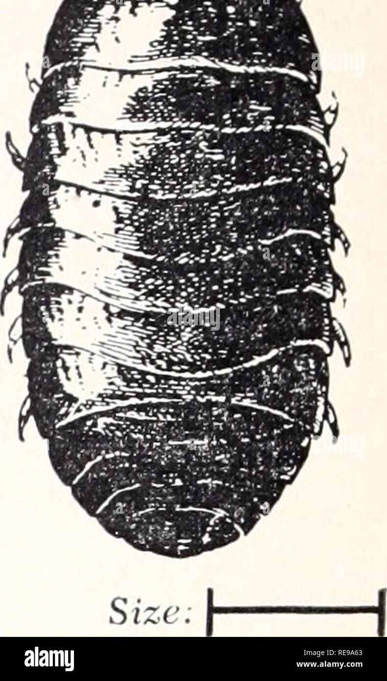 Pillbugs hi-res stock photography and images - Alamy