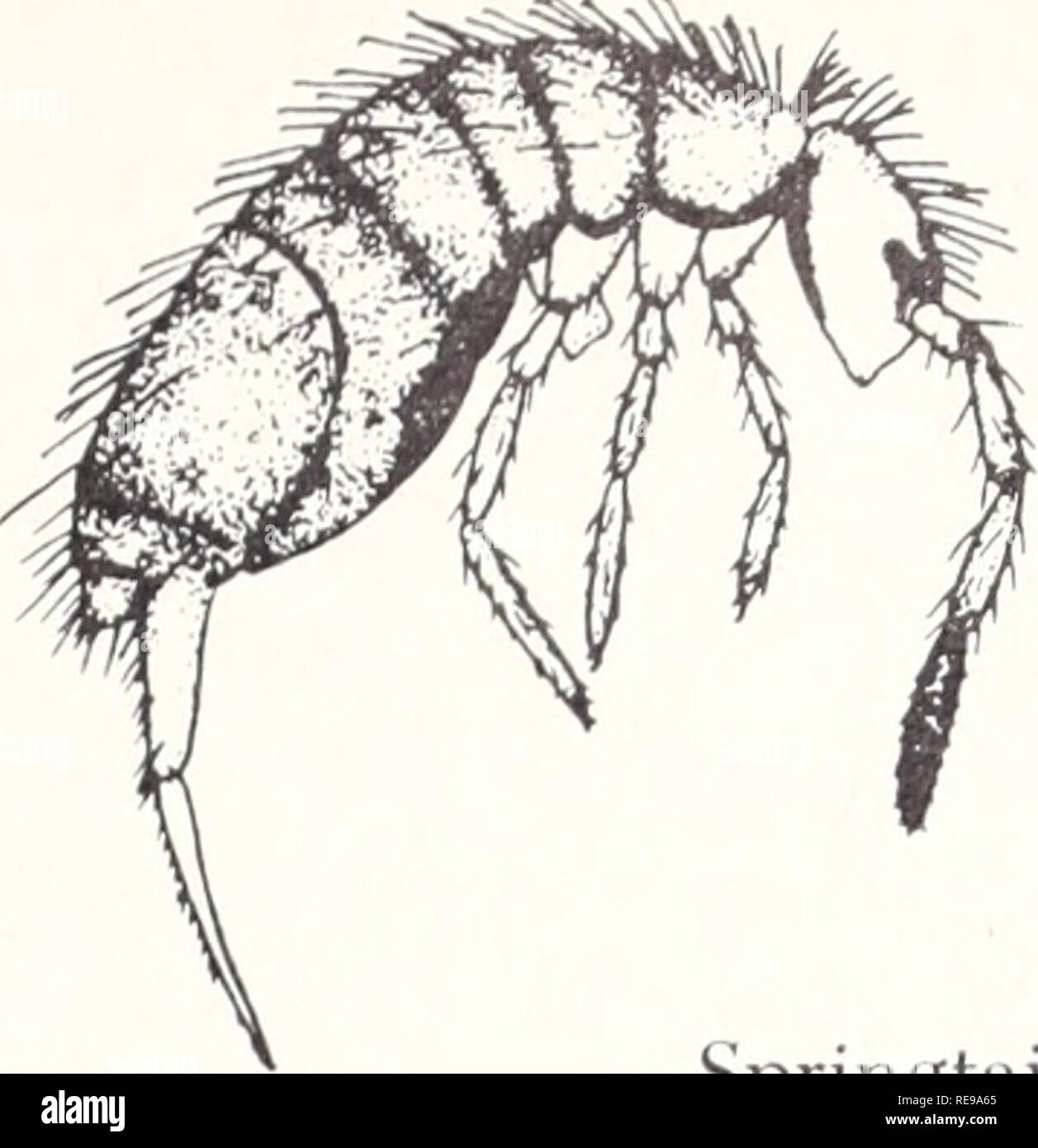 . Control of household insects and related pests. Household pests ...