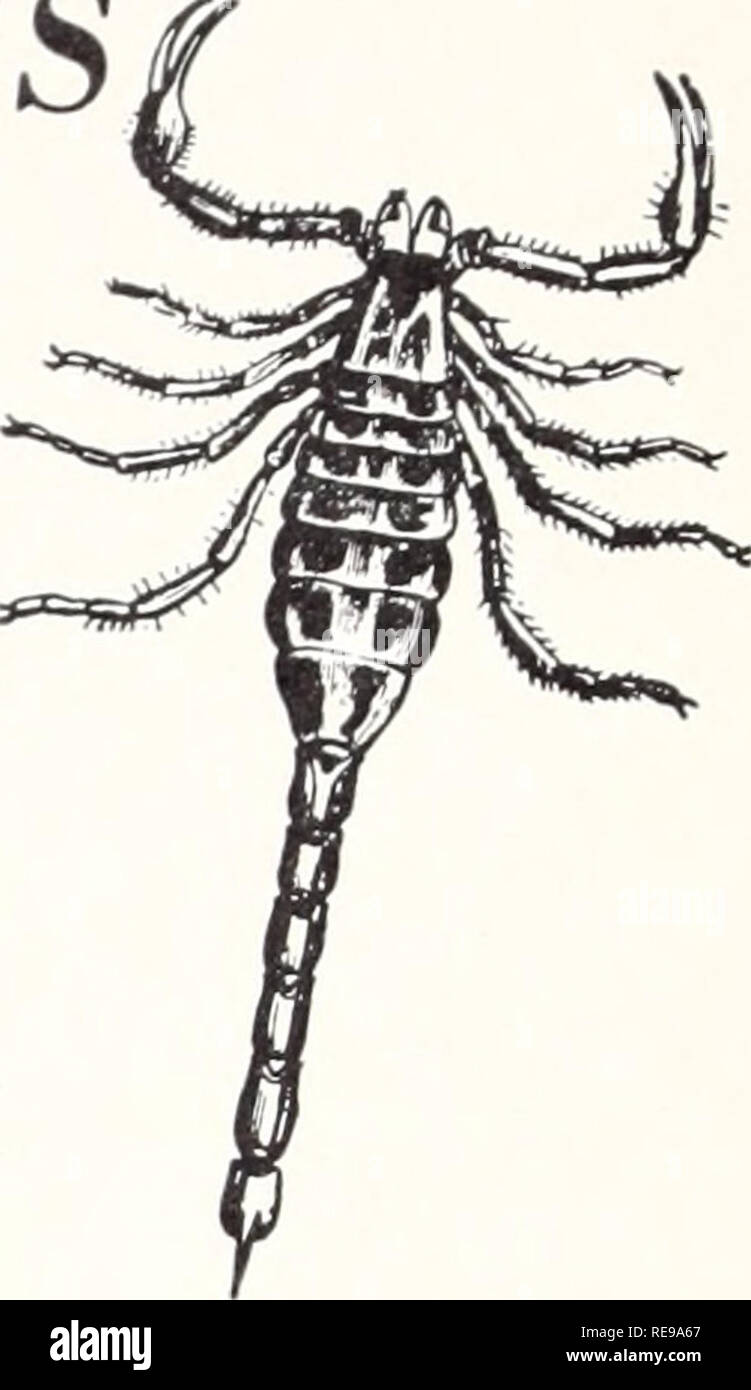 Psocids hi-res stock photography and images - Alamy