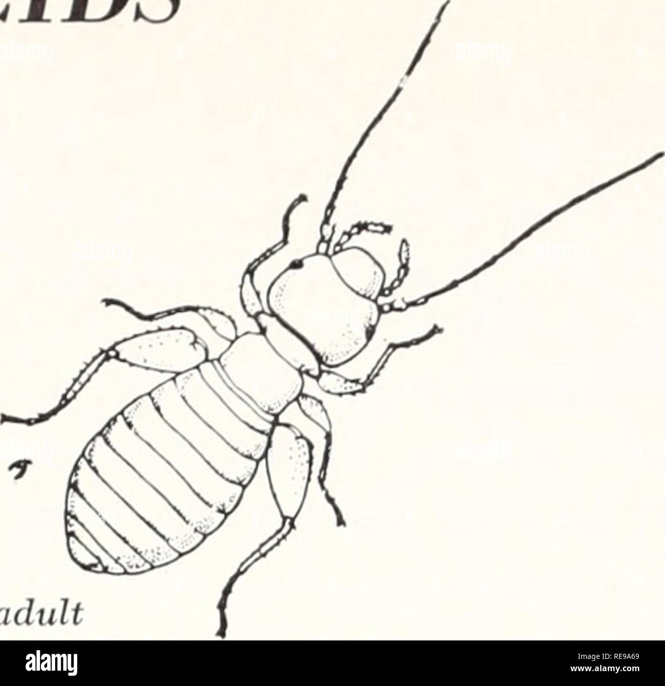 Psocids hi-res stock photography and images - Alamy