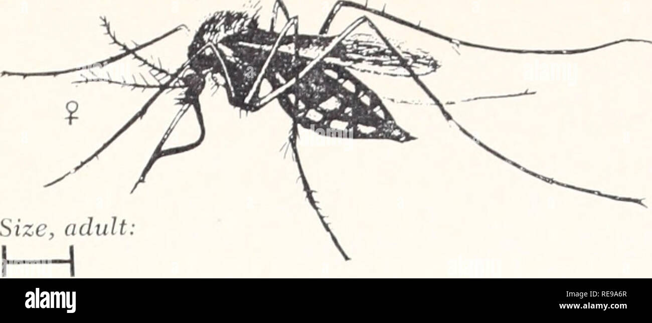 Mosquito larva wriggler water hi-res stock photography and images - Alamy