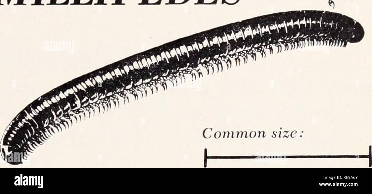 Pantry beetles hi-res stock photography and images - Alamy