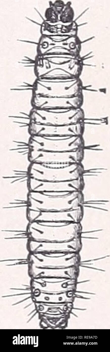 . Control of the Mediterranean flour moth by hydrocyanic-acid gas ...
