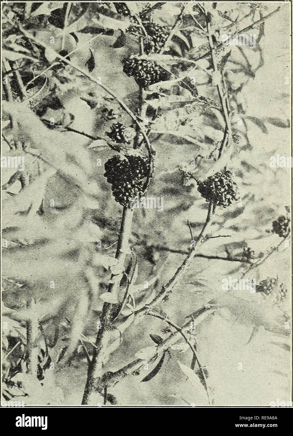 . Control of the Japanese beetle on fruit and shade trees. Japanese ...