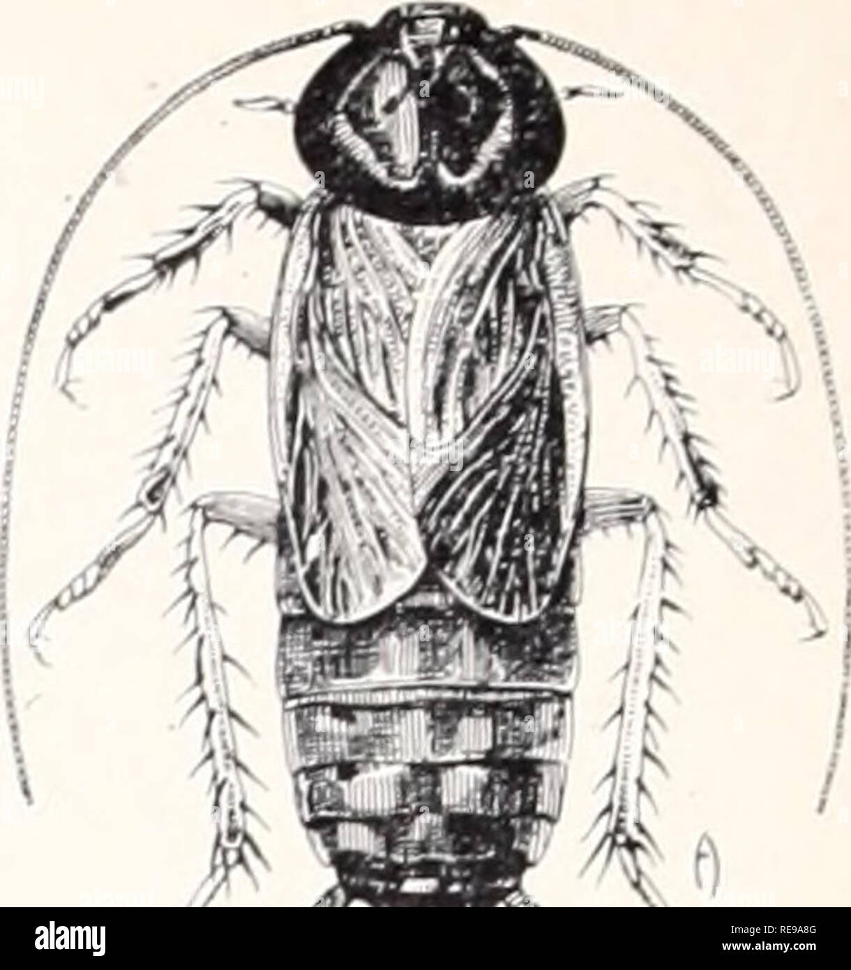 Female german cockroach hi-res stock photography and images - Alamy