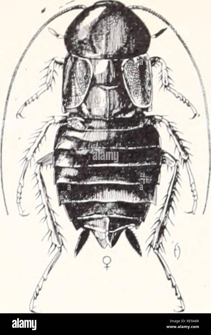 . Control of household insects and related pests. Household pests ...