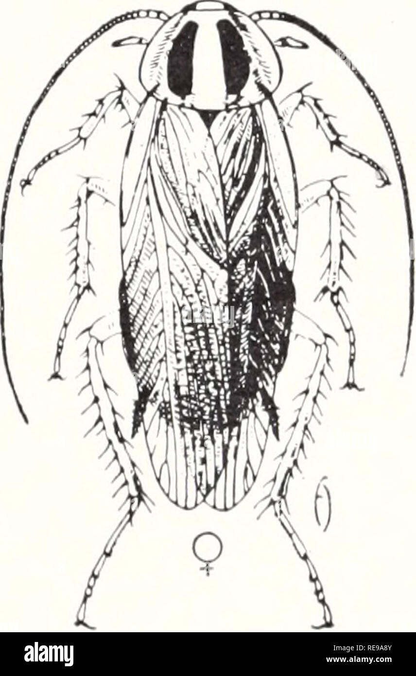 . Control of household insects and related pests. Household pests ...