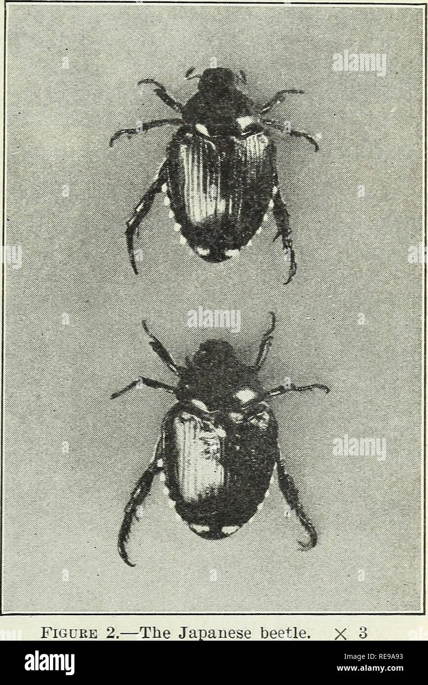 . Control of the Japanese beetle on fruit and shade trees. Japanese ...