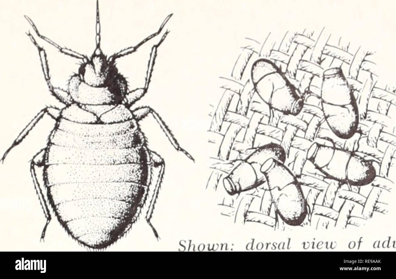 Bug infestations hi-res stock photography and images - Alamy