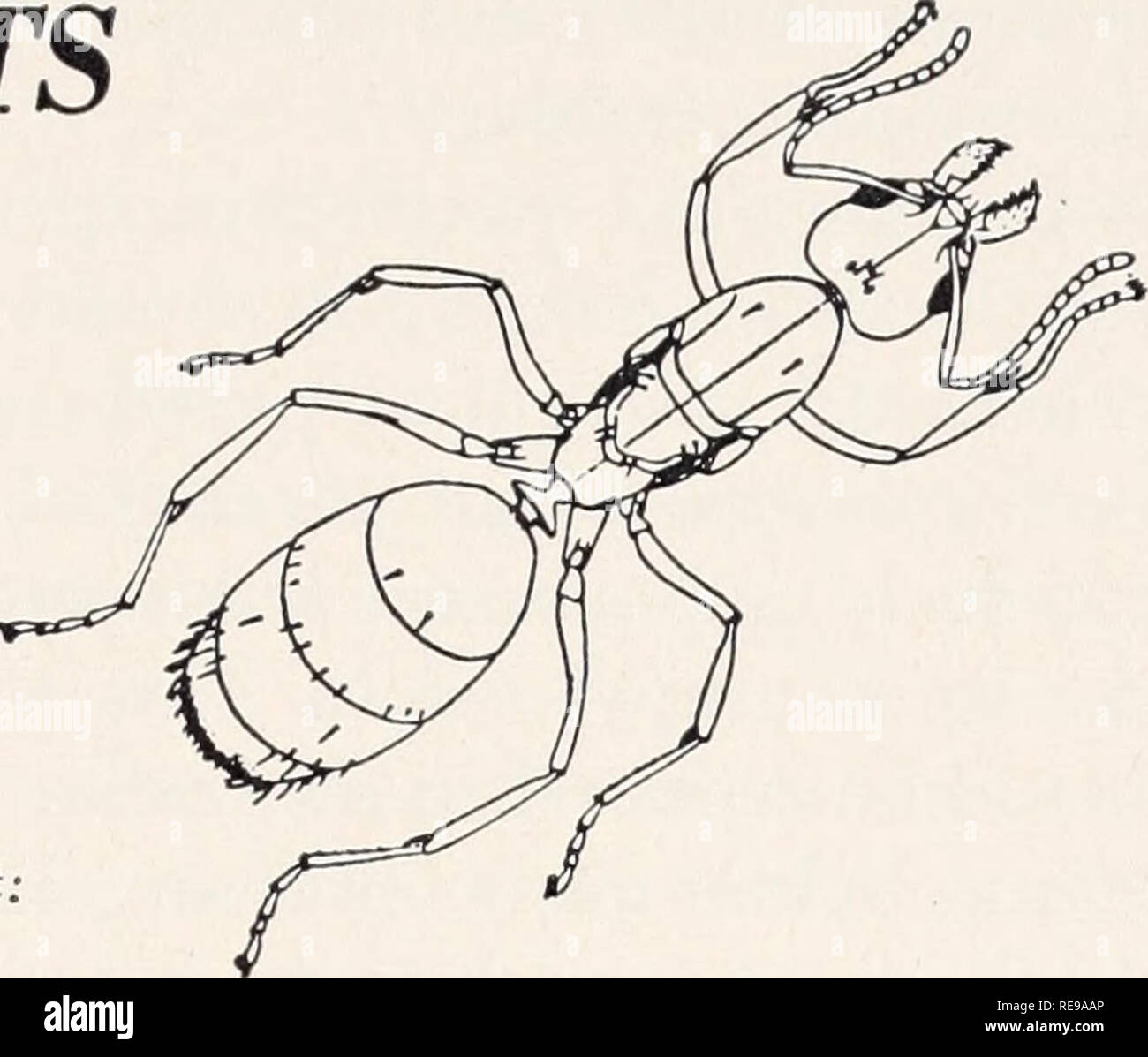 Wingless queens hi-res stock photography and images - Alamy
