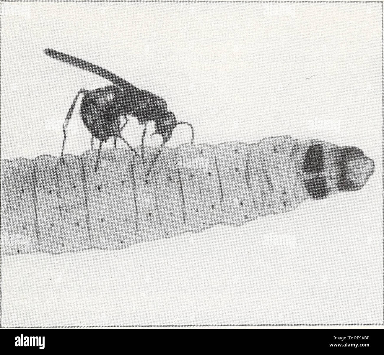 . Control of insects in stored and manufactured tobacco. Tobacco ...