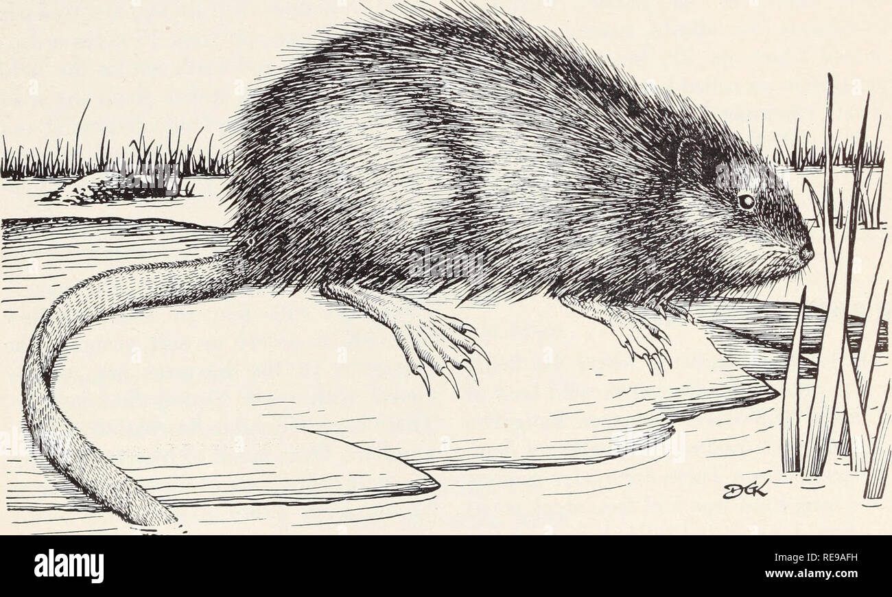 Muskrat Lodge Drawing