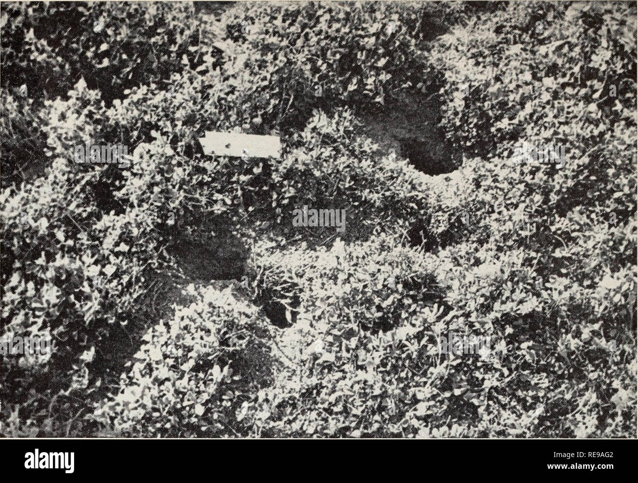 Strychnine poisoned grain hi-res stock photography and images - Alamy