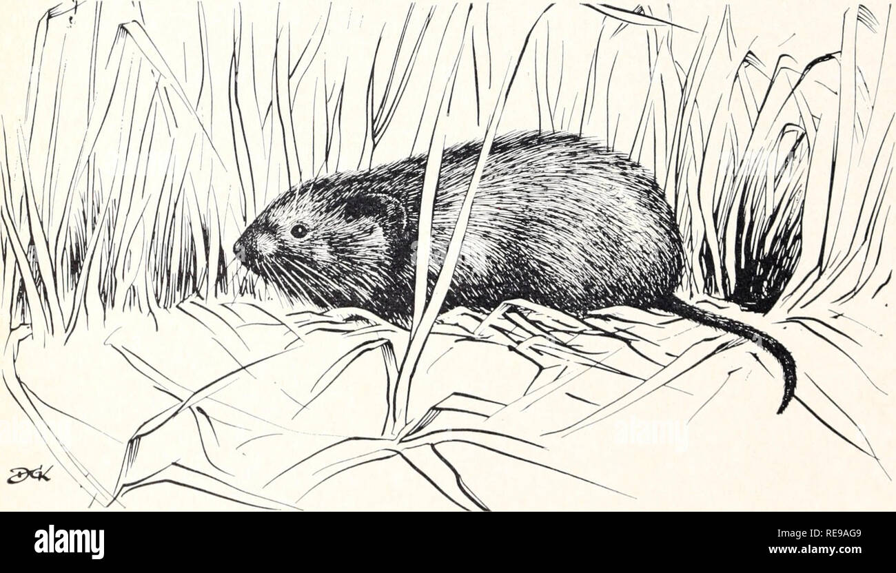 . Control of field rodents on California farms. Rodents. IV ...