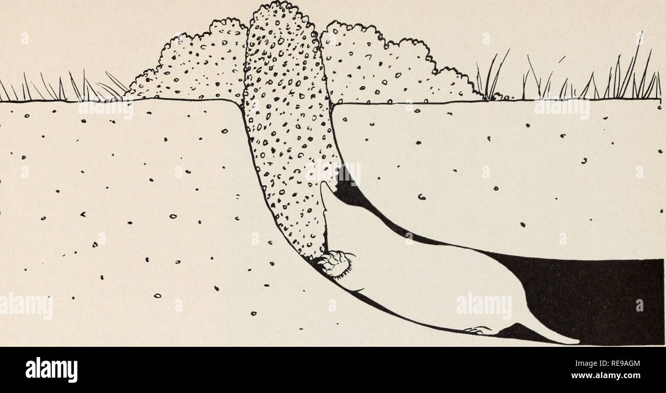 . Control of field rodents in California. Rodents; Mammals; Rodents. h ...