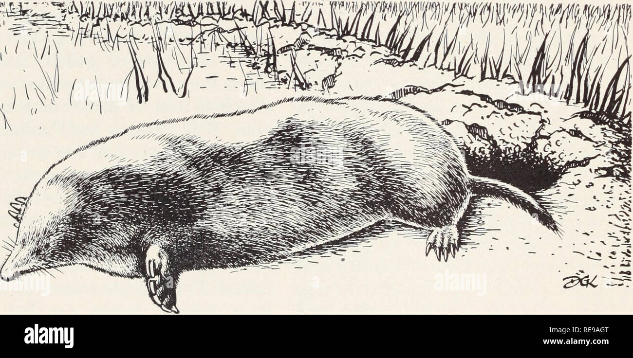 Two Animals Put Together