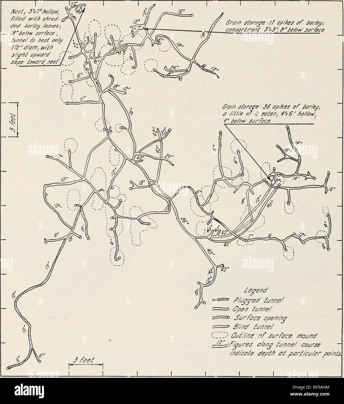 Pocket Gopher Tunnel System