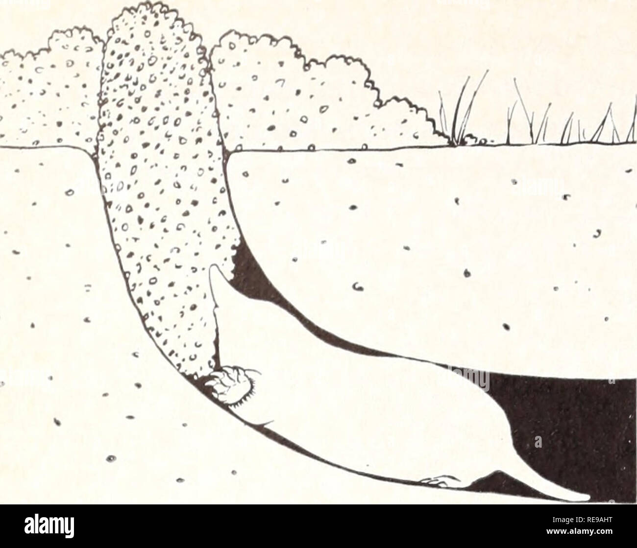 . Control of field rodents on California farms. Rodents. Fig. 10. Mole ...