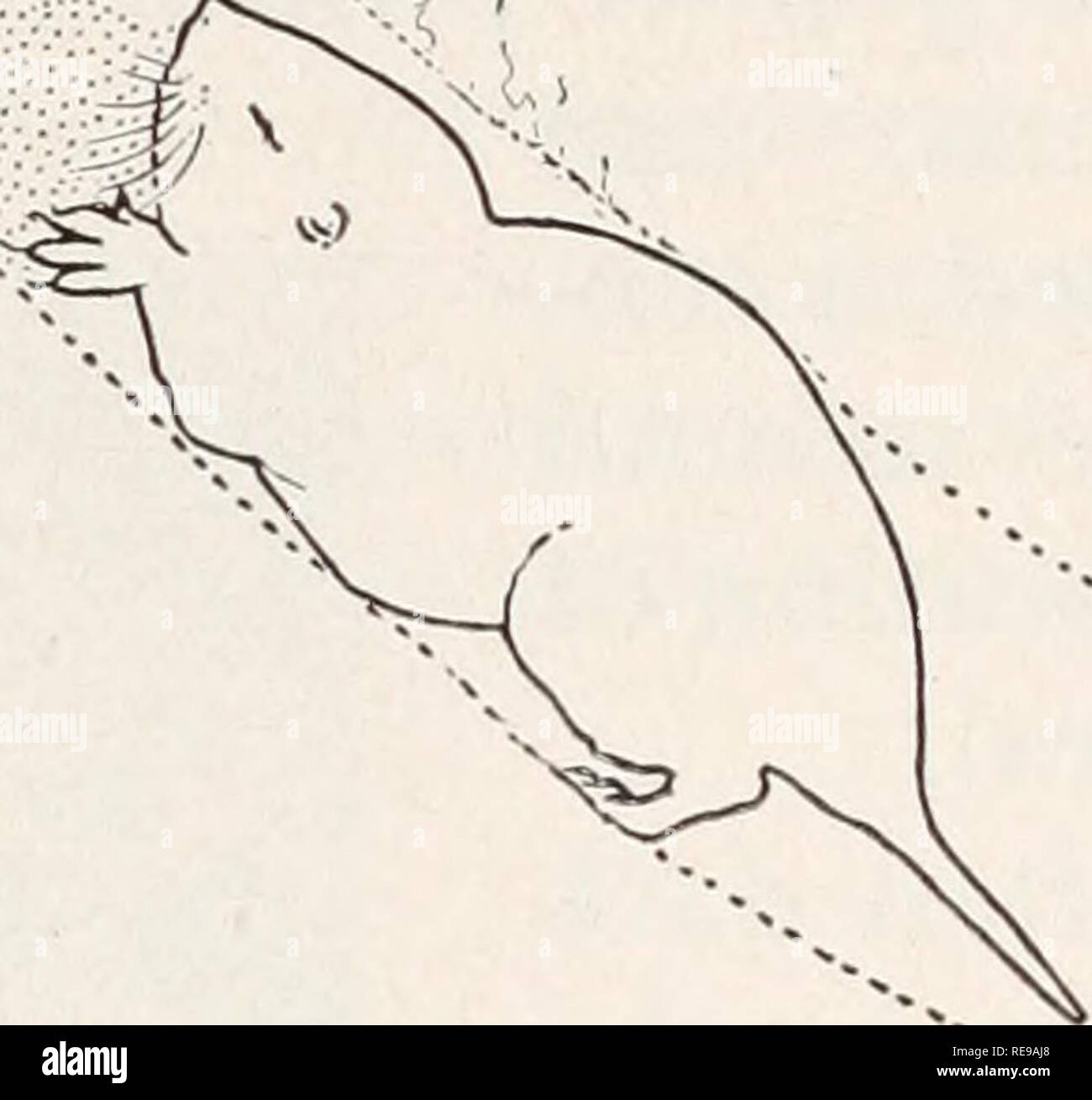 Pocket gopher snow hi-res stock photography and images - Alamy